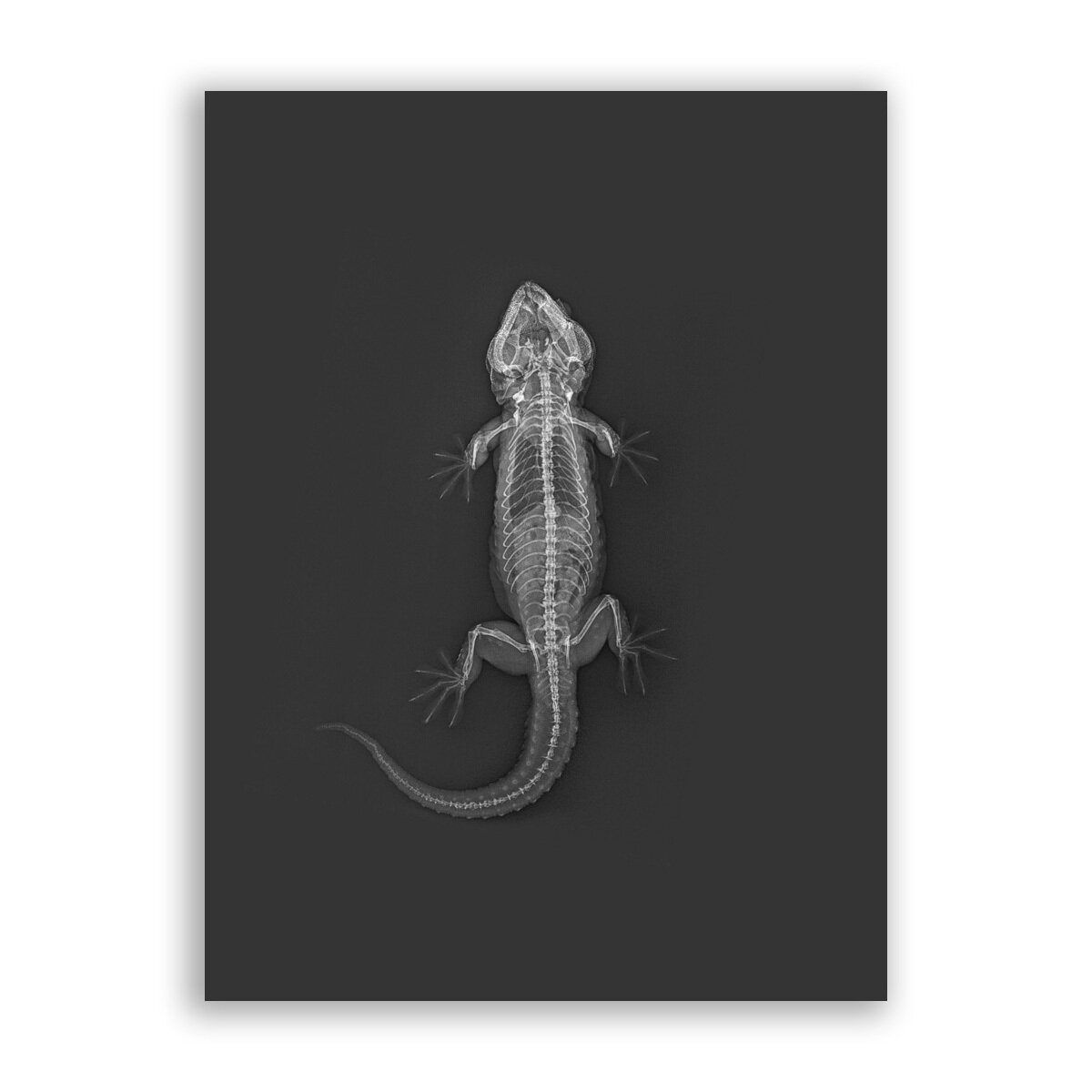Постер, плакат на бумаге / X-Ray / Рентген - Ящерица / Размер 40 x 53 см
