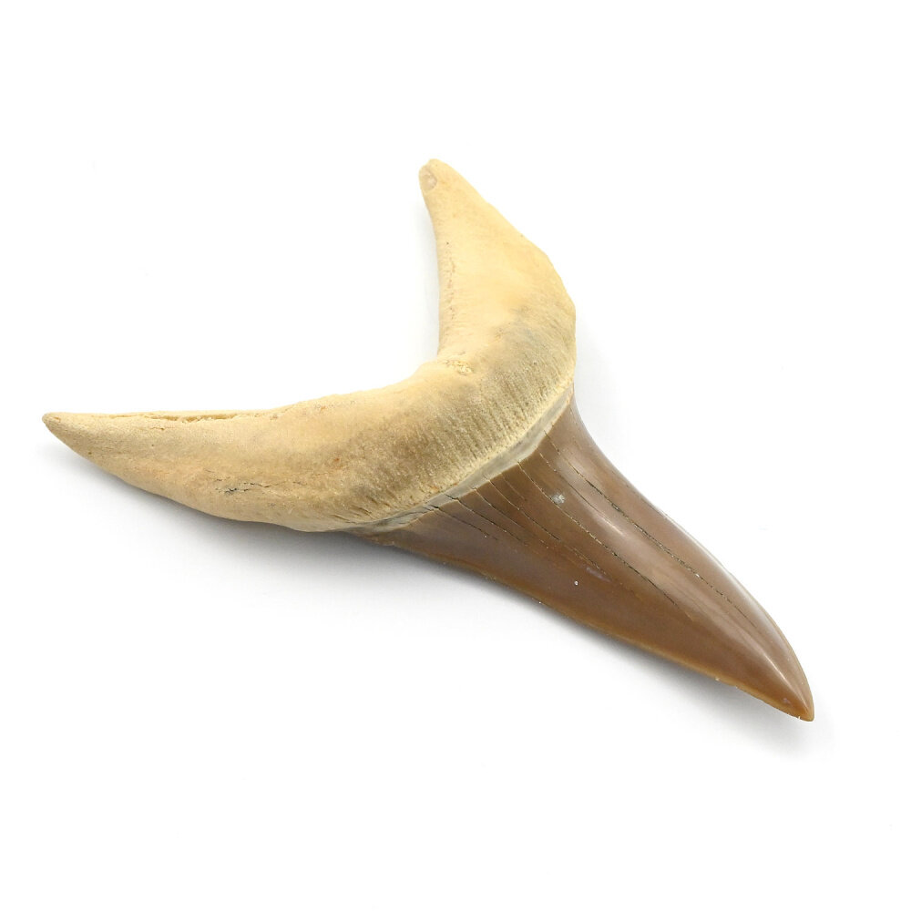 Зубы акулы "Cosmopolitodus" 32*10*47мм .