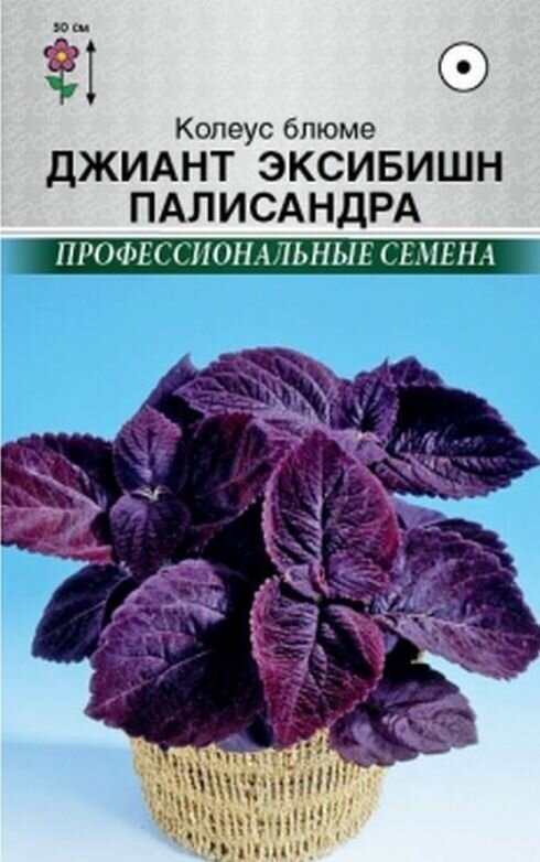 Колеус блюме Джиант (эксибишн палисандра)