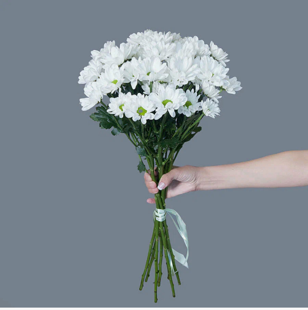 Букет белой хризантемы Балтика перевязанный лентой от " Story-flowers " № 7