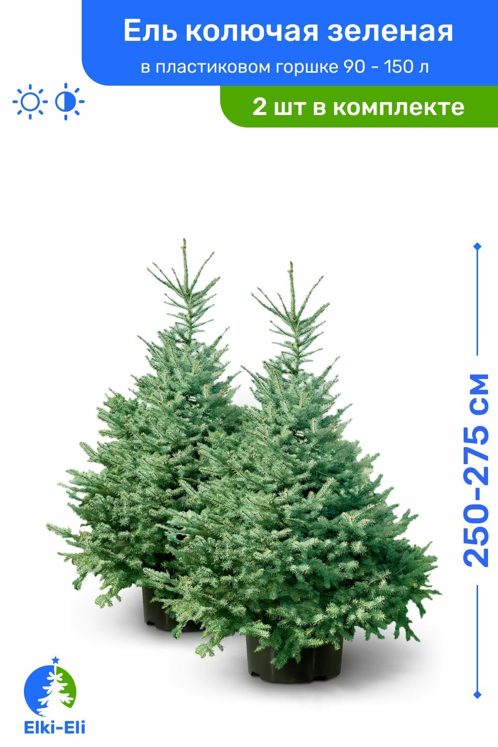 Ель колючая зелёная 250-275 см в пластиковом горшке 90-150 л, саженец, хвойное живое растение, комплект из 2 шт