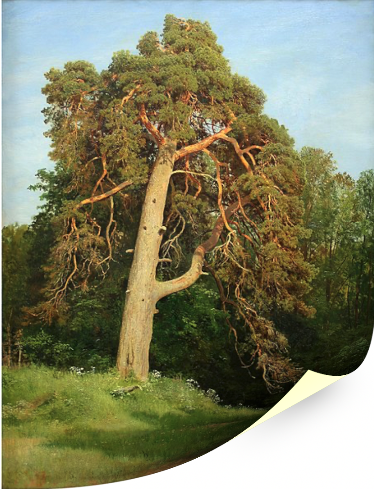 "Сосна", Шишкин Иван Иванович, картина (репродукция) (50х66 см / без подрамника)