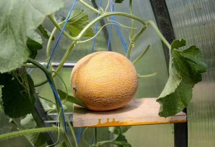 Коллекционные семена дыни Самит F1