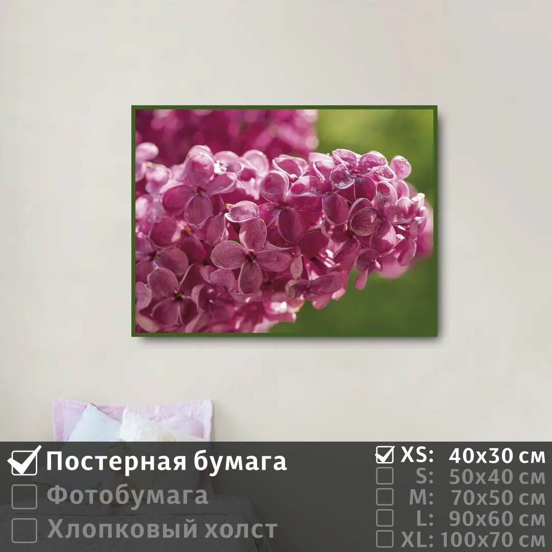 Постер на стену Ветка Сирени С Каплями 40х30 см ПолиЦентр