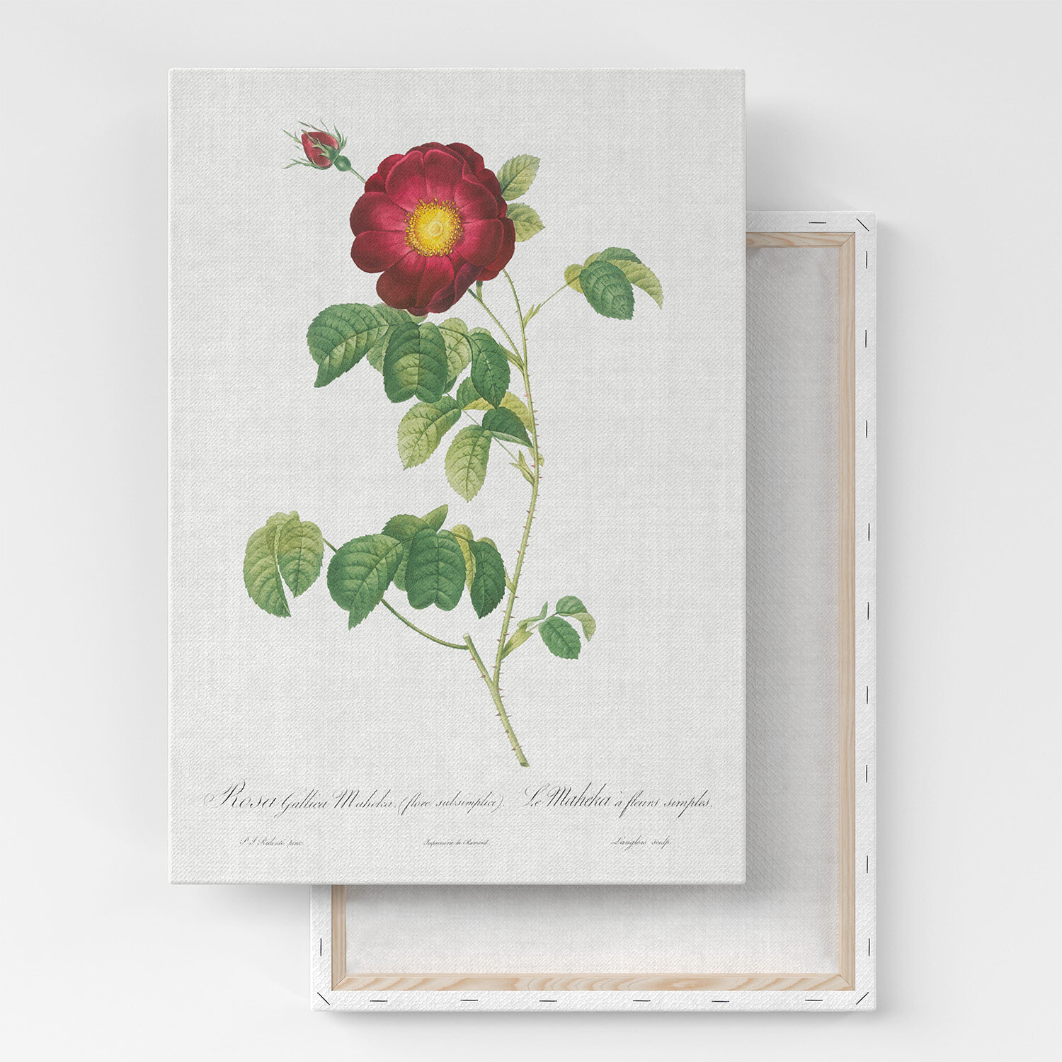Картина на холсте, репродукция / Пьер-Жозеф Редуте - Simple-Flowered French Rose / Размер 30 x 40 см