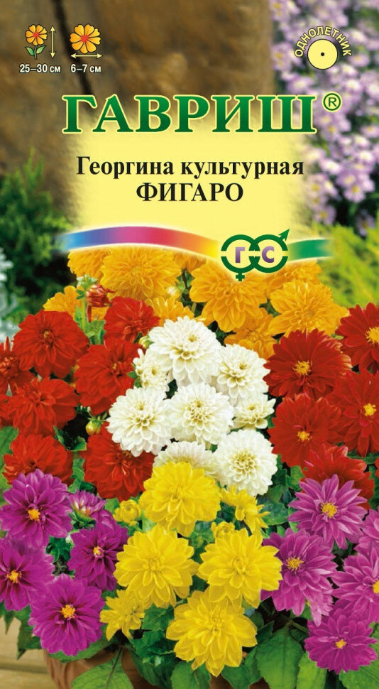 Семена Георгина Фигаро 10шт Одн смесь 30см (Гавриш)