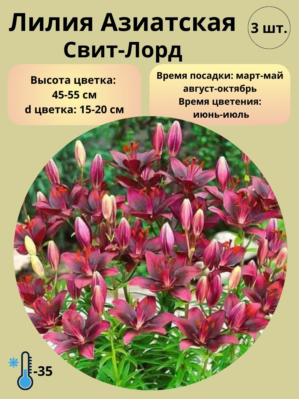 Лилия Азиатская, луковицы 3 шт