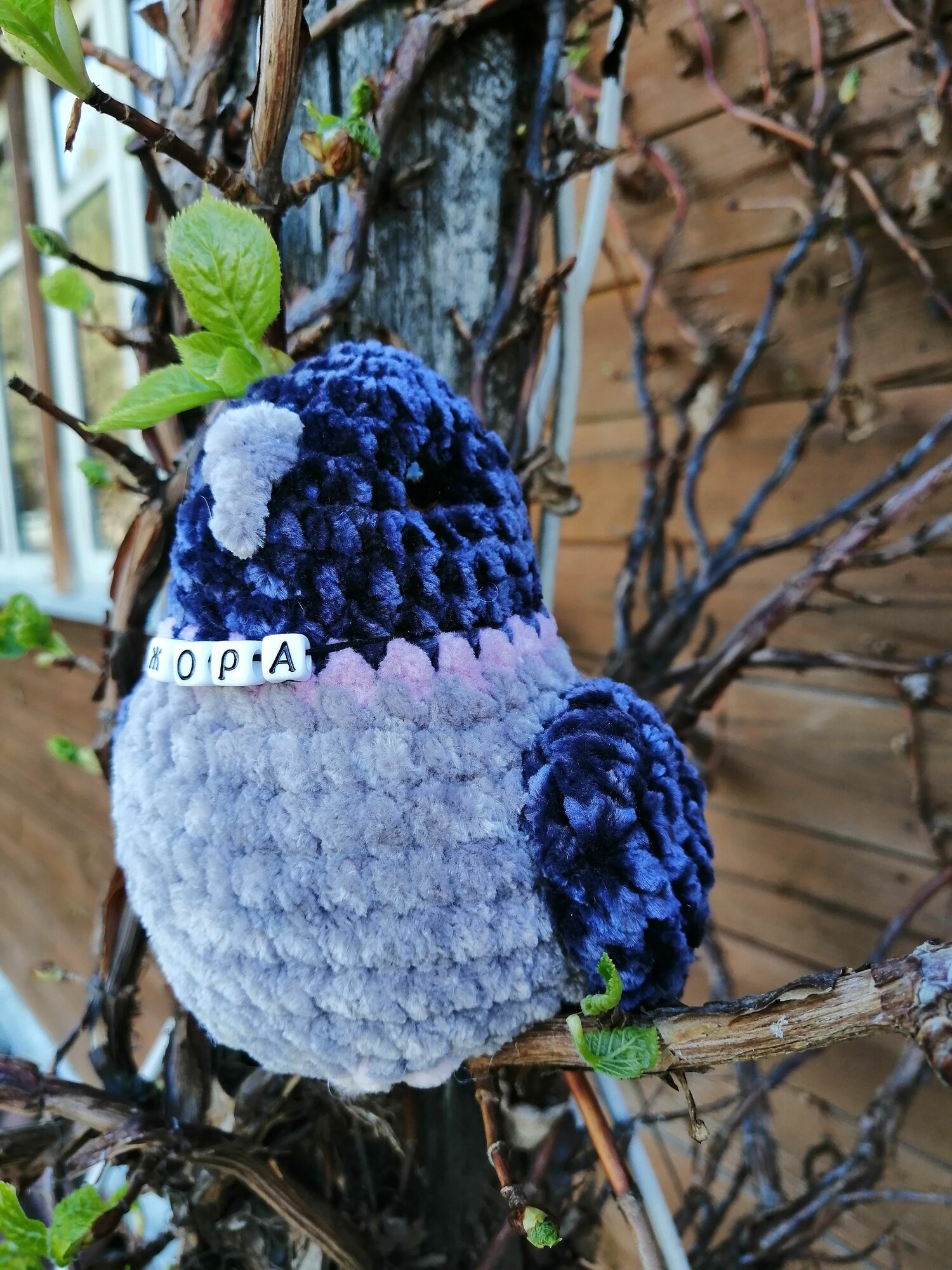 Голубь Жора