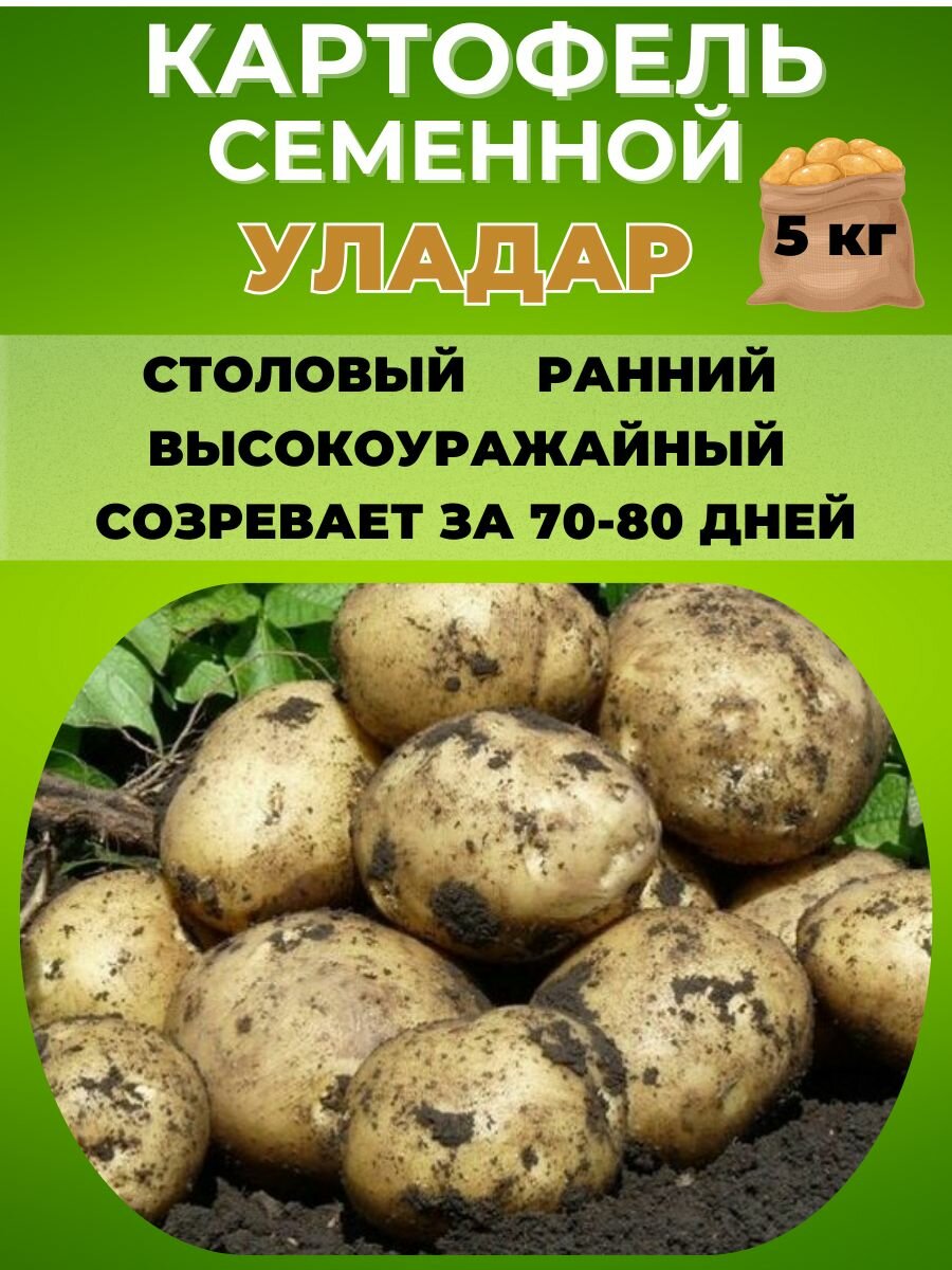 Картофель семенной, клубни на посадку 5кг