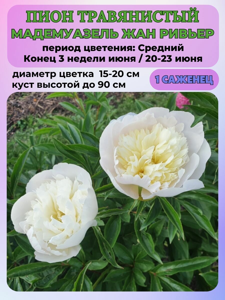 Пион травянистый Мадмуазель Жан Ривьер, корневище 1 шт.