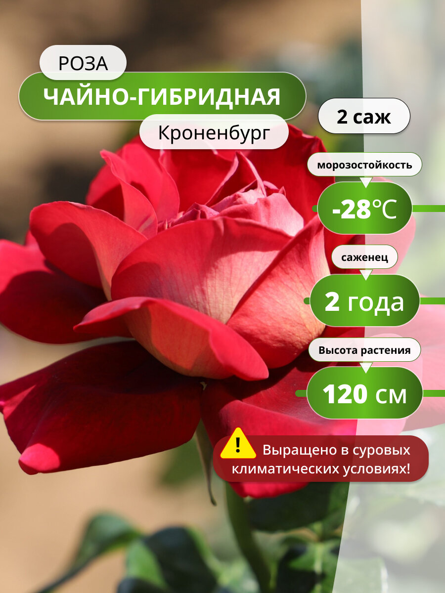 Роза чайно-гибридная "Кроненбург", высота 30см, 2 , многолетняя