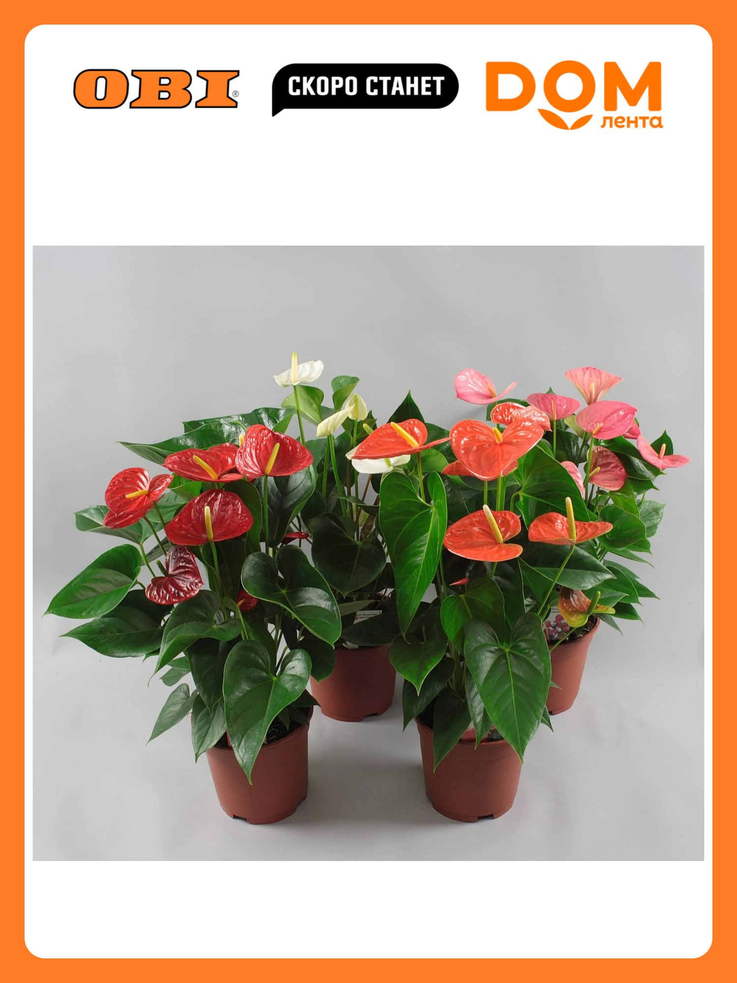 Антуриум Андреанум микс, декоративно-цветущий, высота 50 см, горшок D14