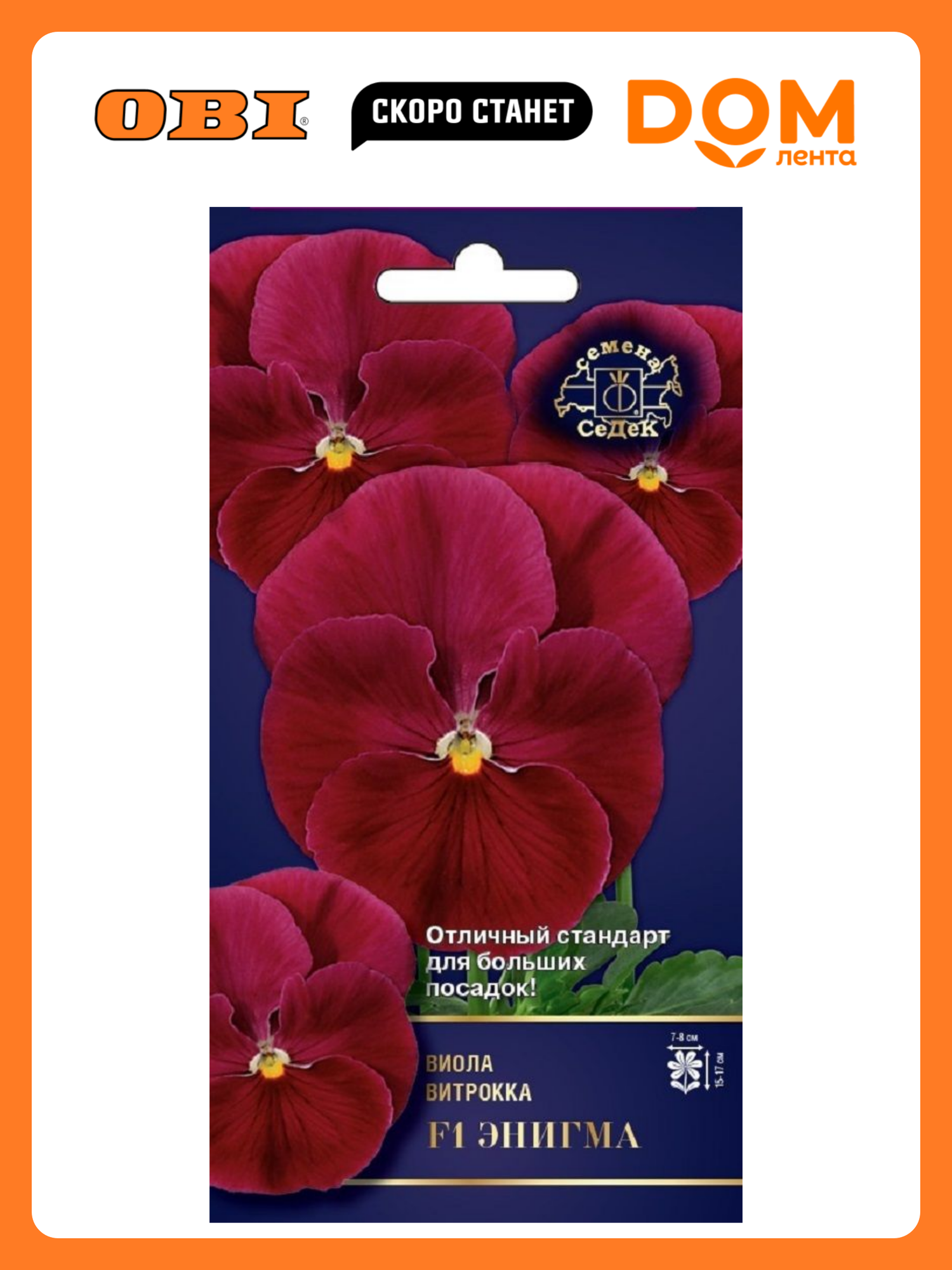 Цветок Виола Энигма F1