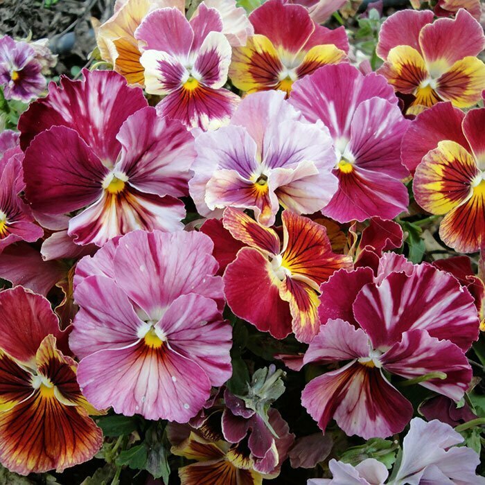 Виола F1 Кьянти Шейдс, смесь