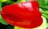 Перец сладкий Илья Муромец