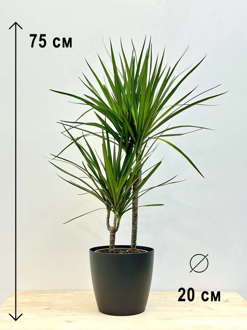 Драцена Маргината 2 ствола в пластиковом черном кашпо, высота 65-75см