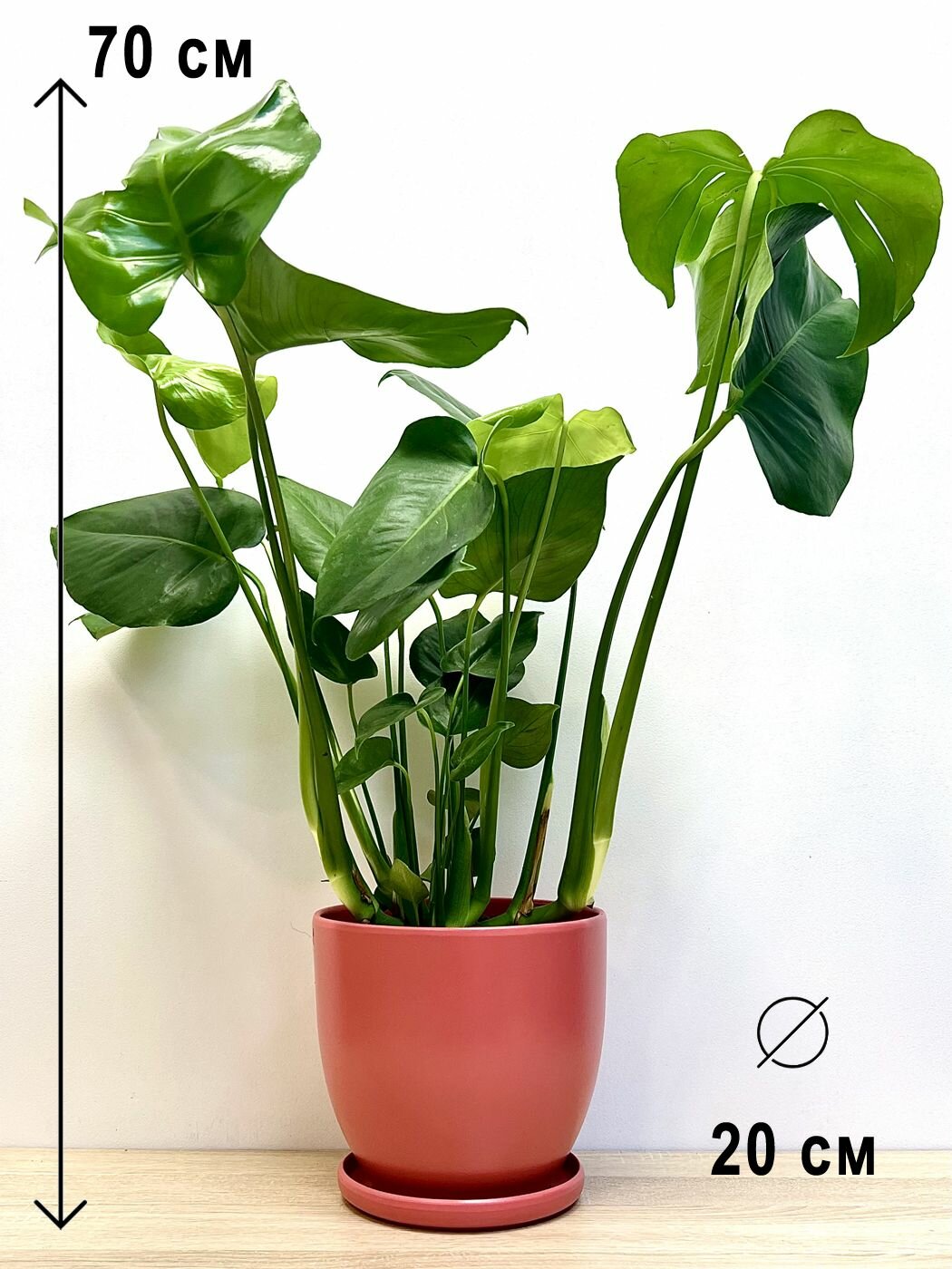 Монстера в керамическом розовом горшке классик с поддоном, высота композиции 70-80см