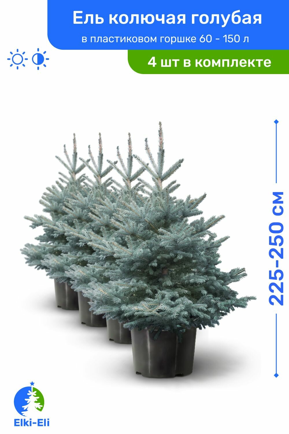 Ель колючая голубая 225-250 см в пластиковом горшке 60-150 л, саженец, хвойное живое растение, комплект из 4 шт