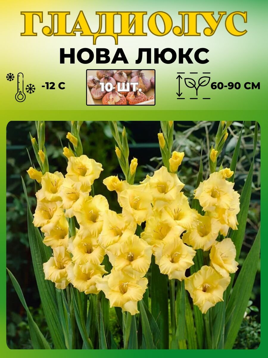 Гладиолус крупноцветковый, луковицы 10шт.