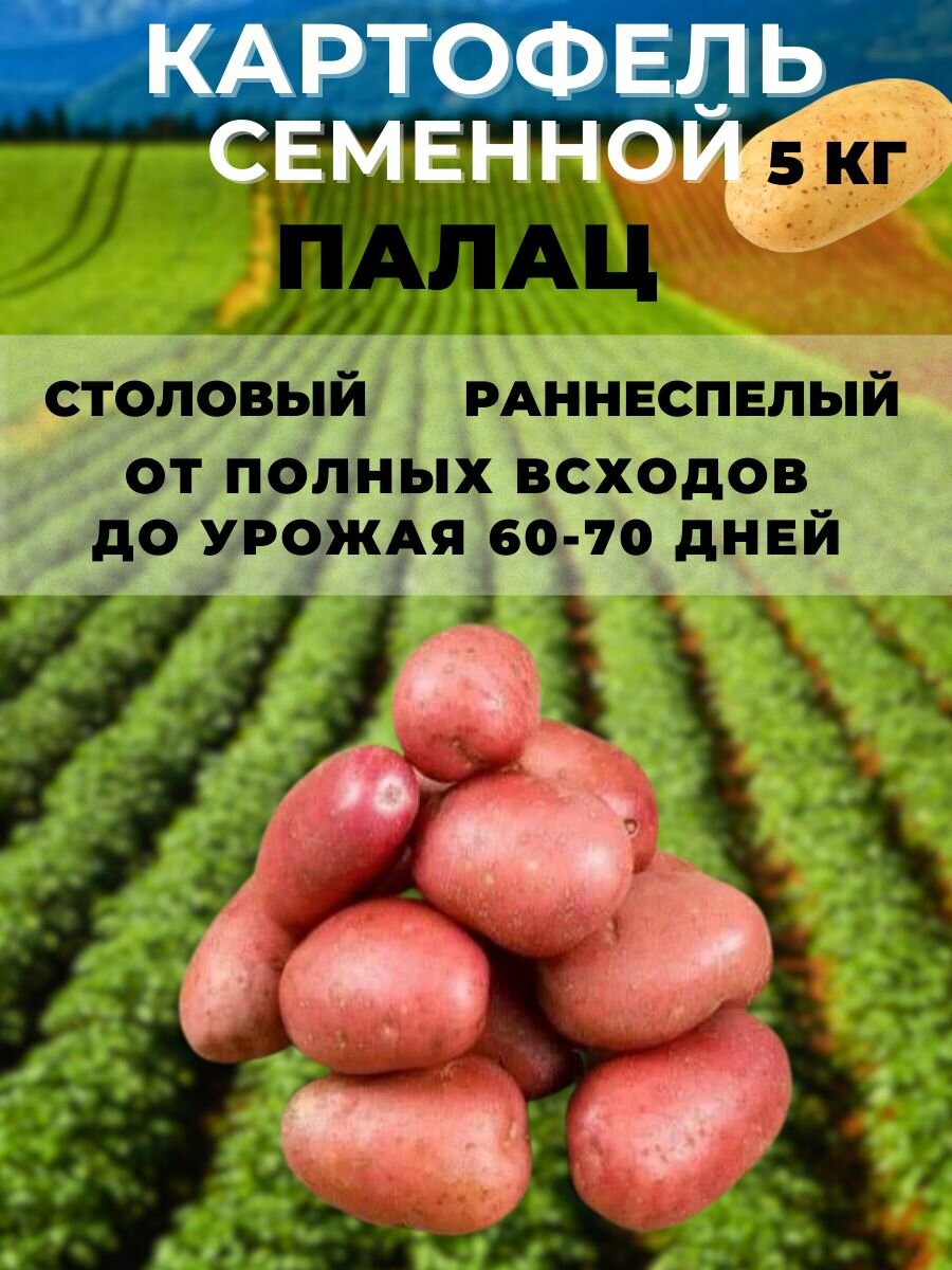 Картофель семенной