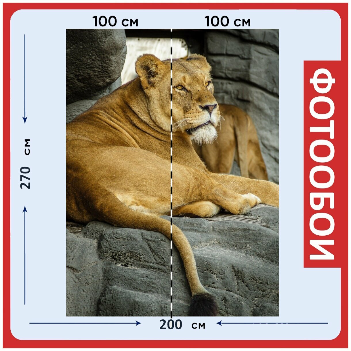 Фотообои "Пантера лев, лев, львица" 200x270 см. флизелиновыена стену