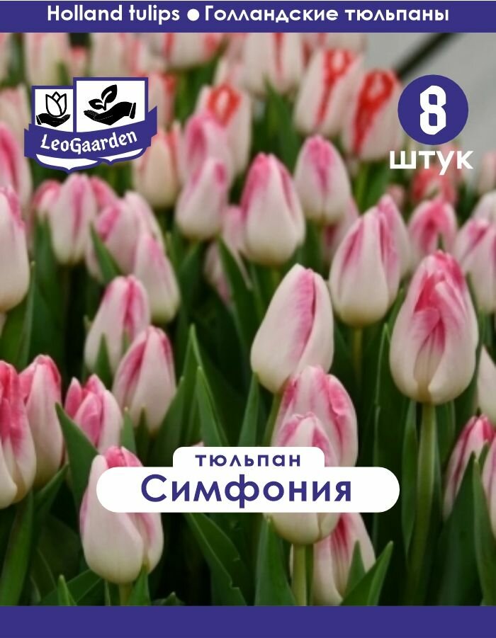 Тюльпан Луковица, Симфония, 8 шт неочищенные