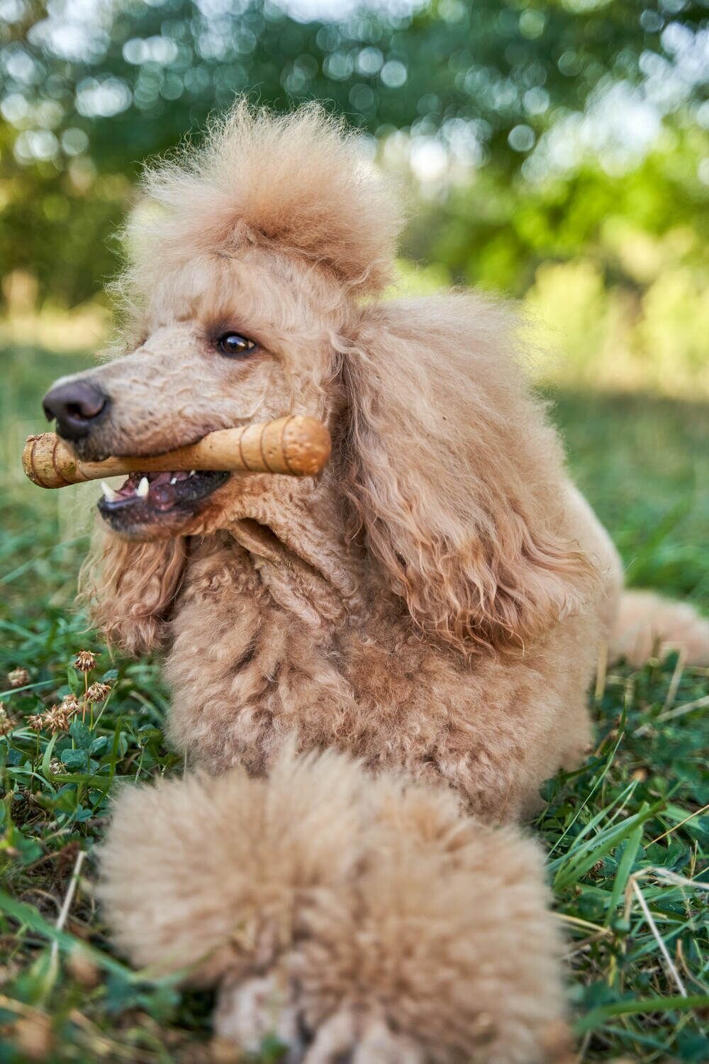 Игрушка для собак Japan Premium Pet Гантель для дрессуры, размер M