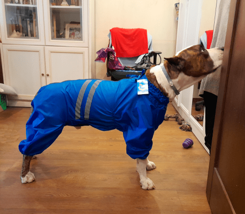 Комбинезон-дождевик для американского стаффордширского терьера кобеля, повышенной прочности, со светоотражающими полосами, цвет василек