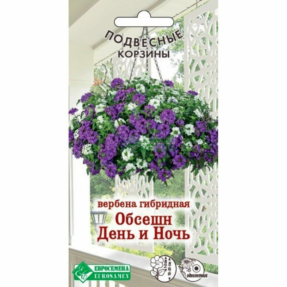 Вербена гибридная Обсешн День и Ночь