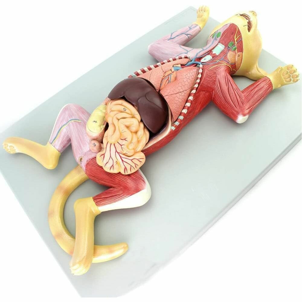 Модель анатомии кошки