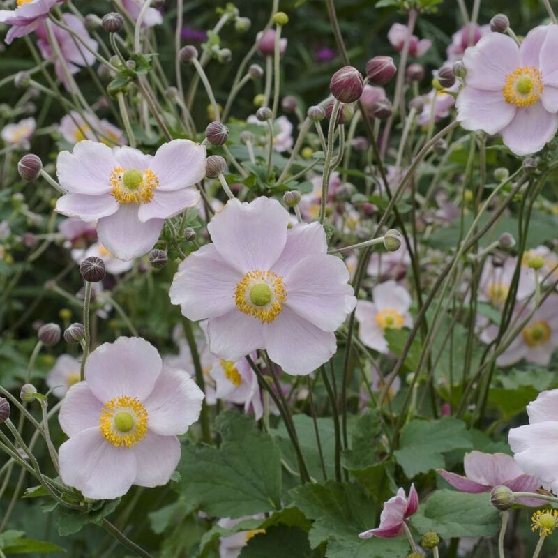 Анемона гибридная Ричард Аренс (1 корневище в горшке р9), Нидерланды