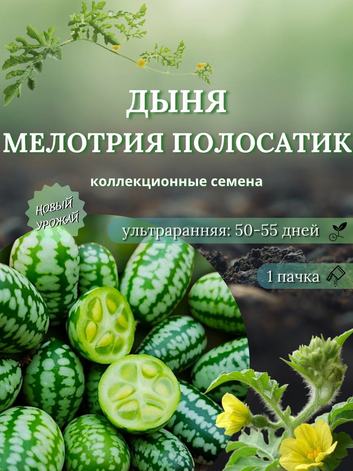 Дыня Мелотрия Полосатик (мышиная дыня), 10 семян в 1 пачке