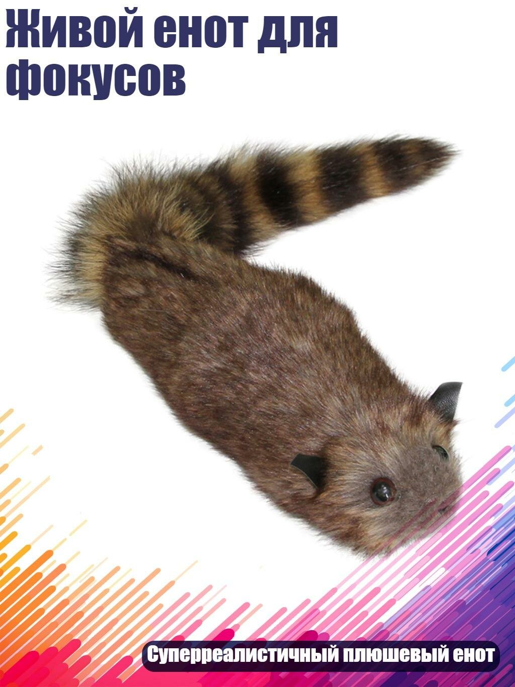 Живой енот для фокусов