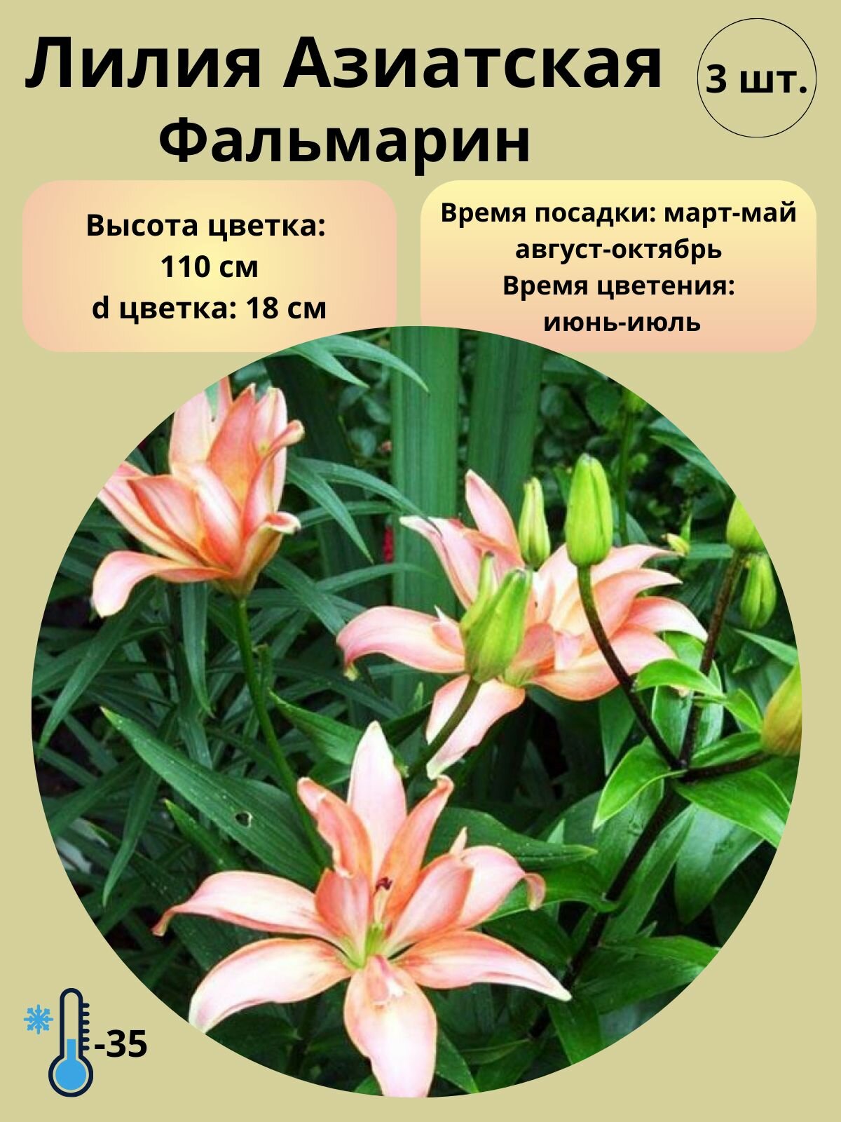 Лилия Азиатская, луковицы 3 шт