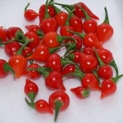 Семена Острый перец Biquinho, 5 семян + подарок