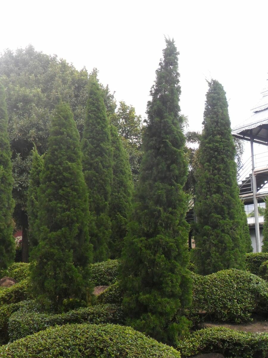 Можжевельник Китайский семена 10 штук