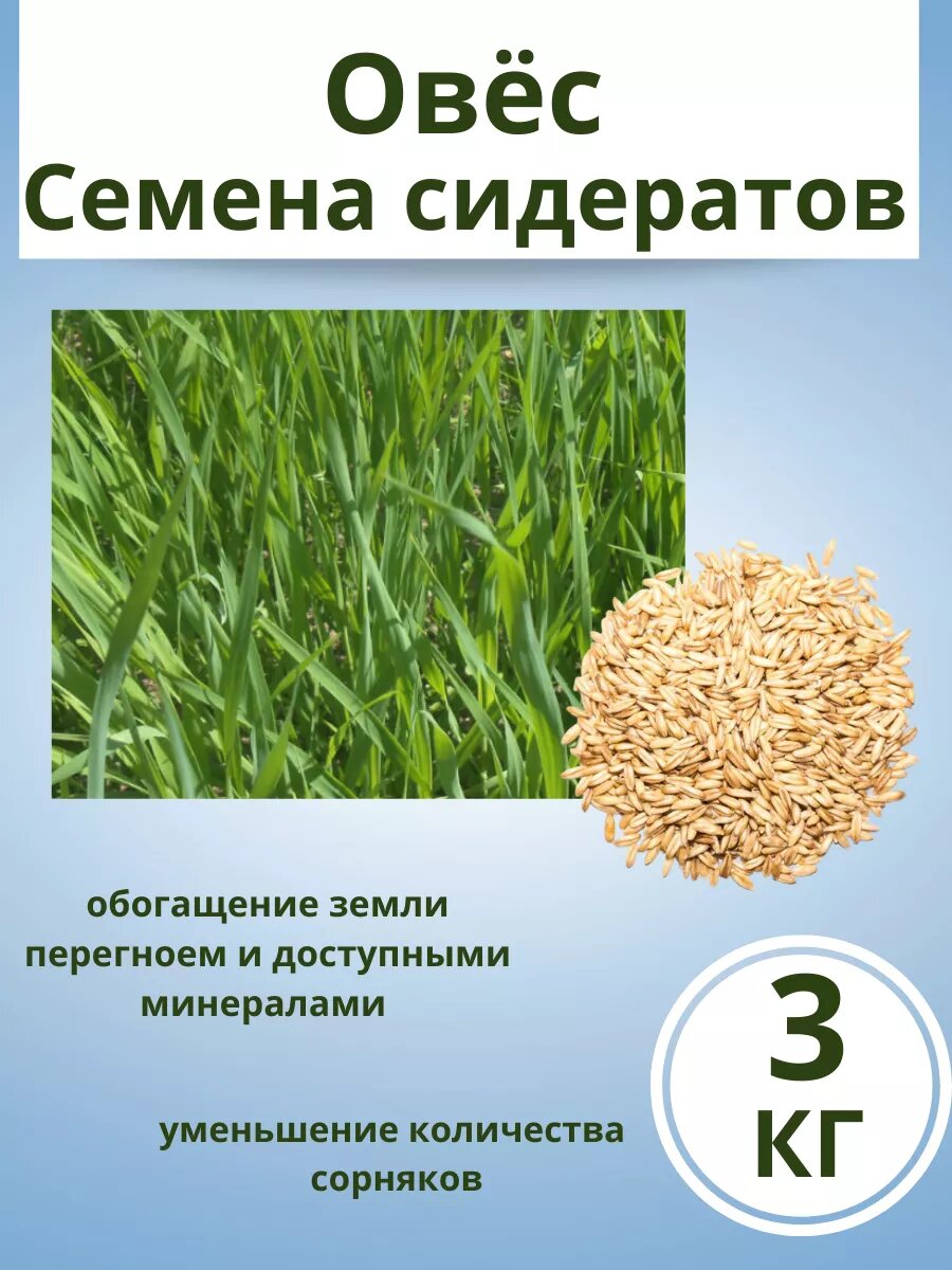 Овес семена сидерат 3 кг