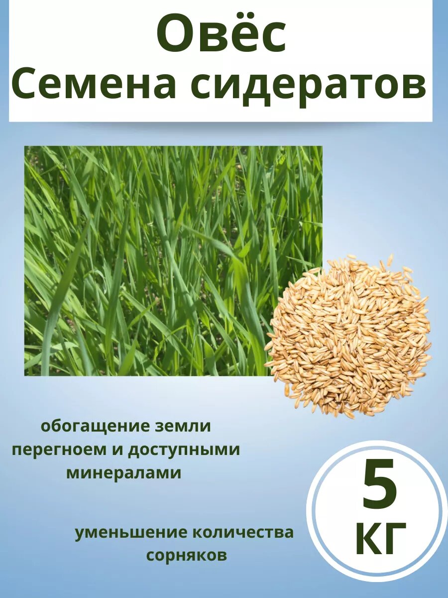 Овес семена сидерат 5 кг