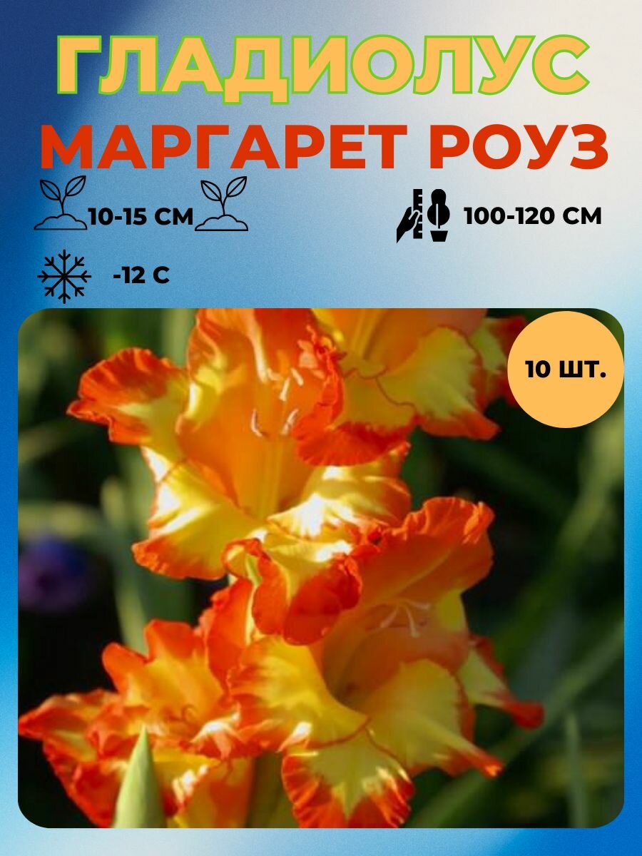 Гладиолус, луковицы многолетних цветов