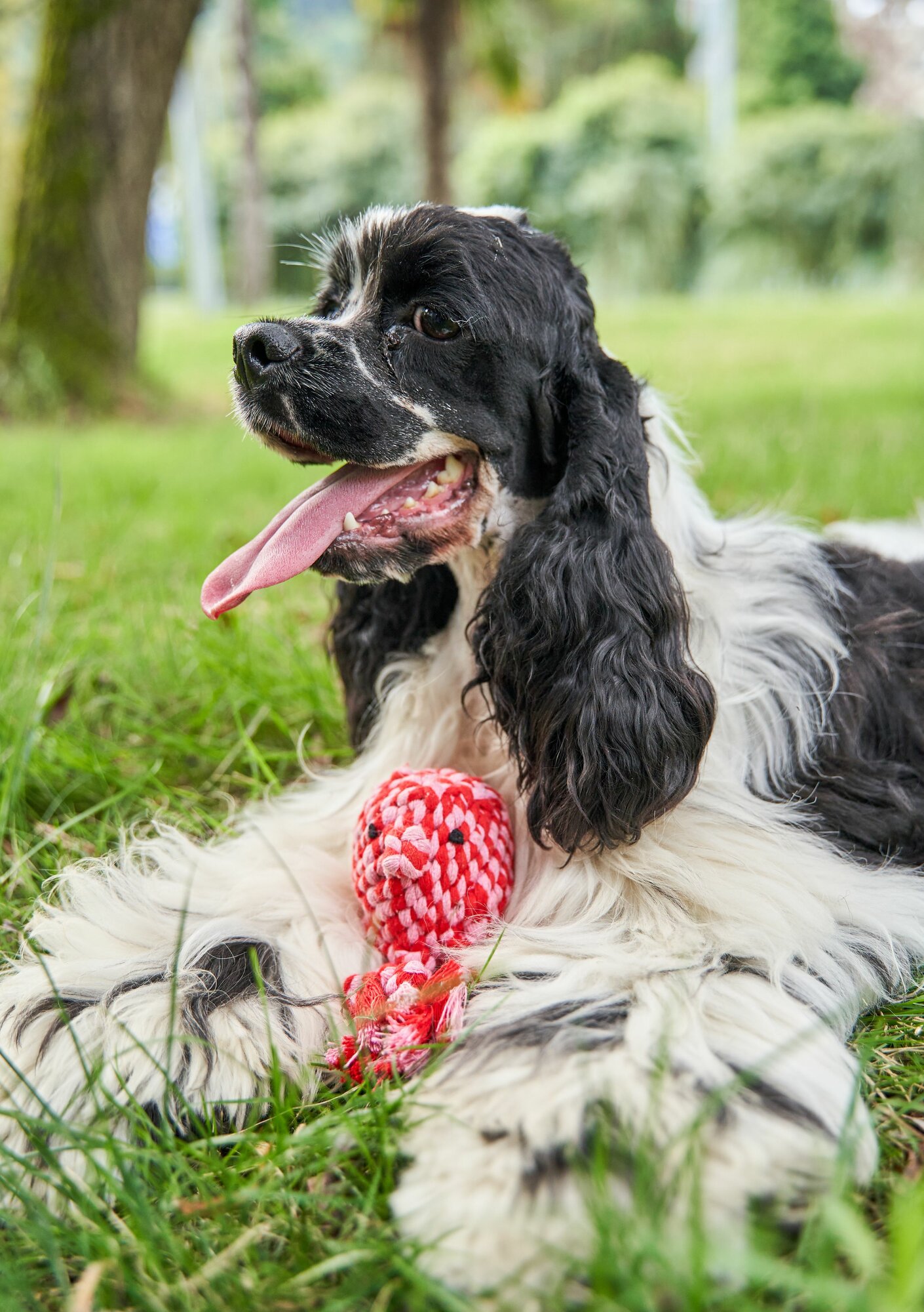 Игрушка для собак Japan Premium Pet плетеная с латексным мячом внутри в виде осьминога, с функцией ухода за зубами