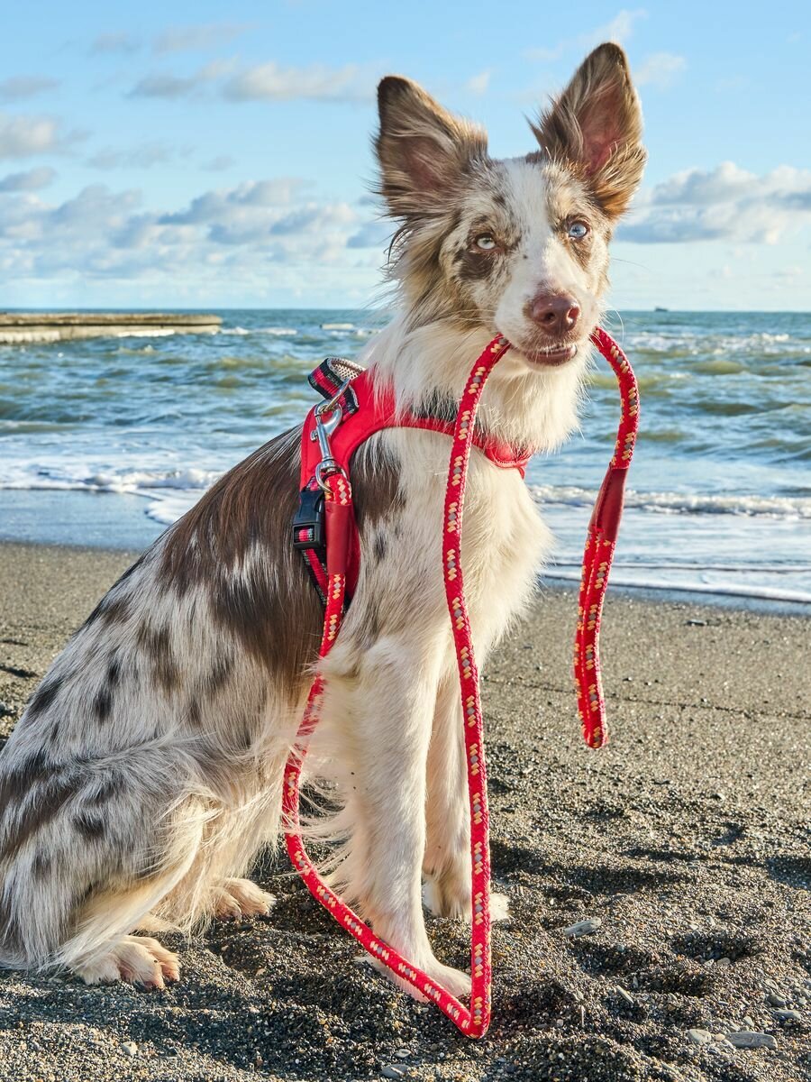 Поводок для собак Japan Premium Pet особо прочный светоотражающий "АнтиСрыв" со стоппером на карабине, цвет красный, размер М