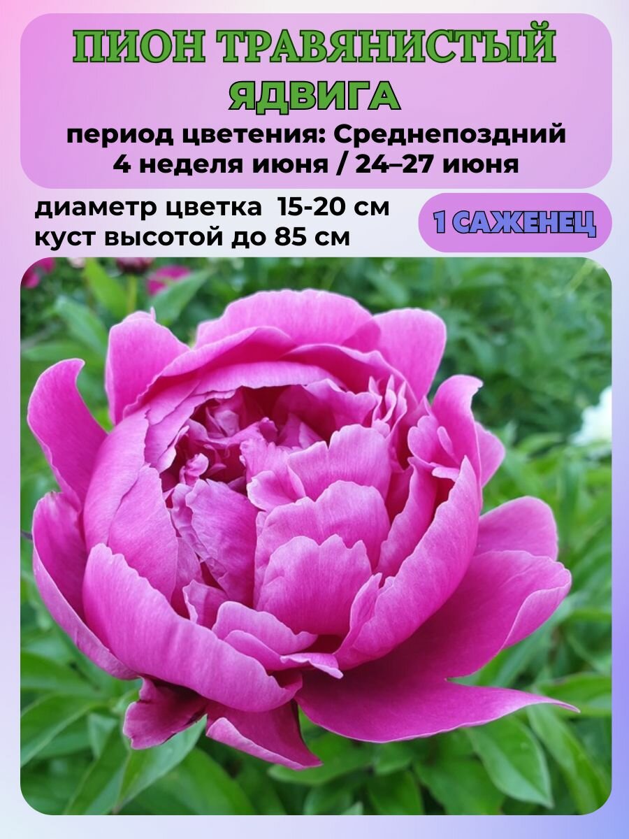 Пион травянистый Ядвига, корень 1 штука