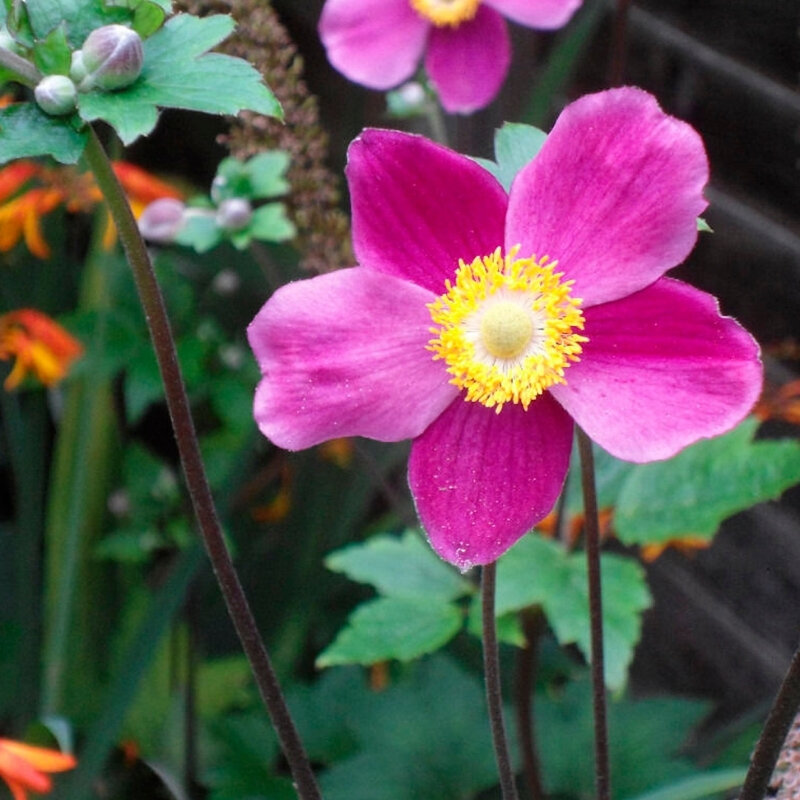 Анемона гибридная Боулс Пинк (1 корневище в горшке р9), Нидерланды