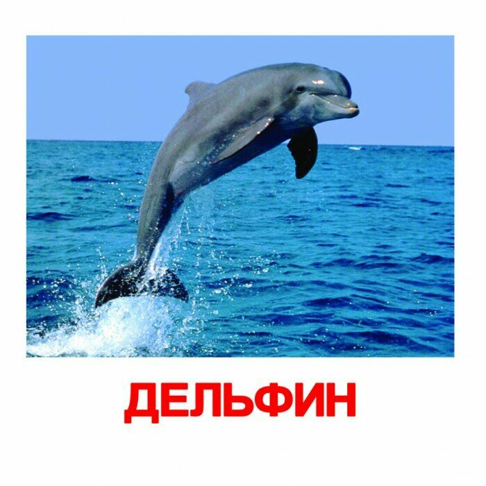 Набор карточек Вундеркинд с пеленок Обитатели воды