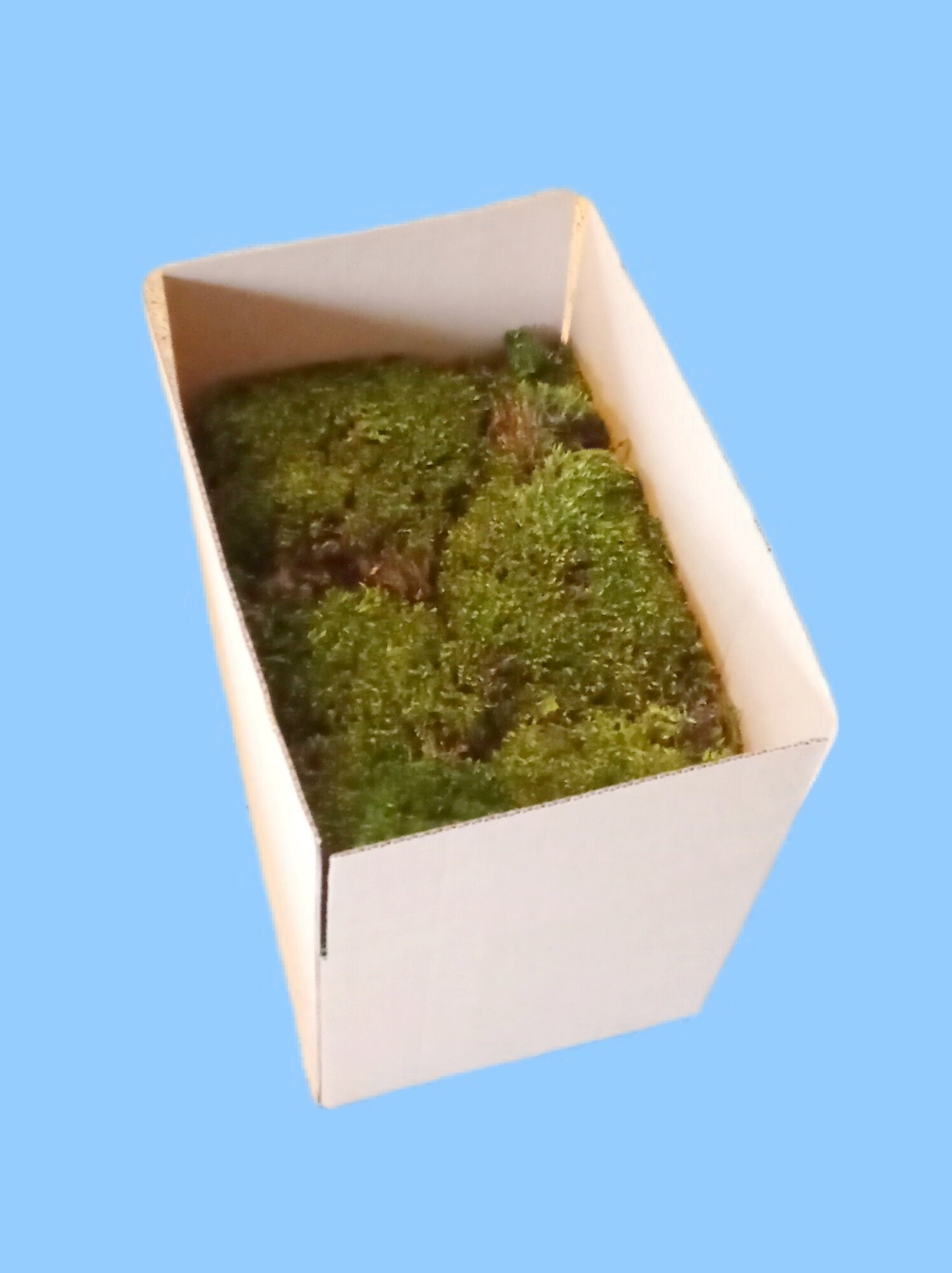 Мох дикранум пластами многофункциональный в коробке 25л. Свежий натуральный живой.