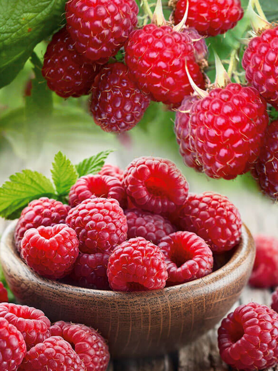 Малина ремонтантная Полка 1 шт / многолетний, морозостойкий сорт