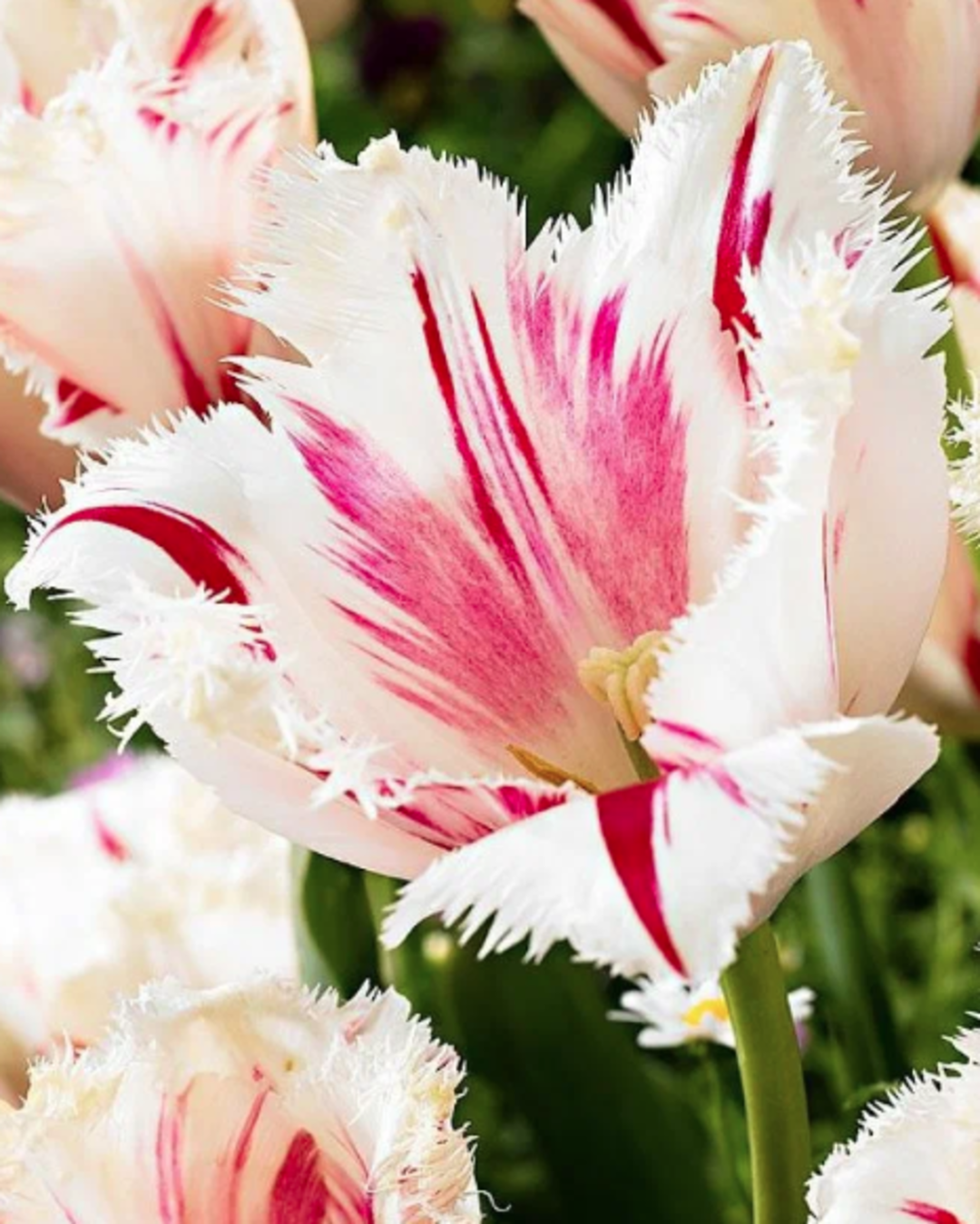 Тюльпан бахромчатый Карусель 5 шт / луковичные многолетние цветы