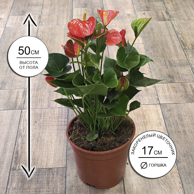 Антуриум Принц оф Оранж 17*50, живое комнатное растение в горшке