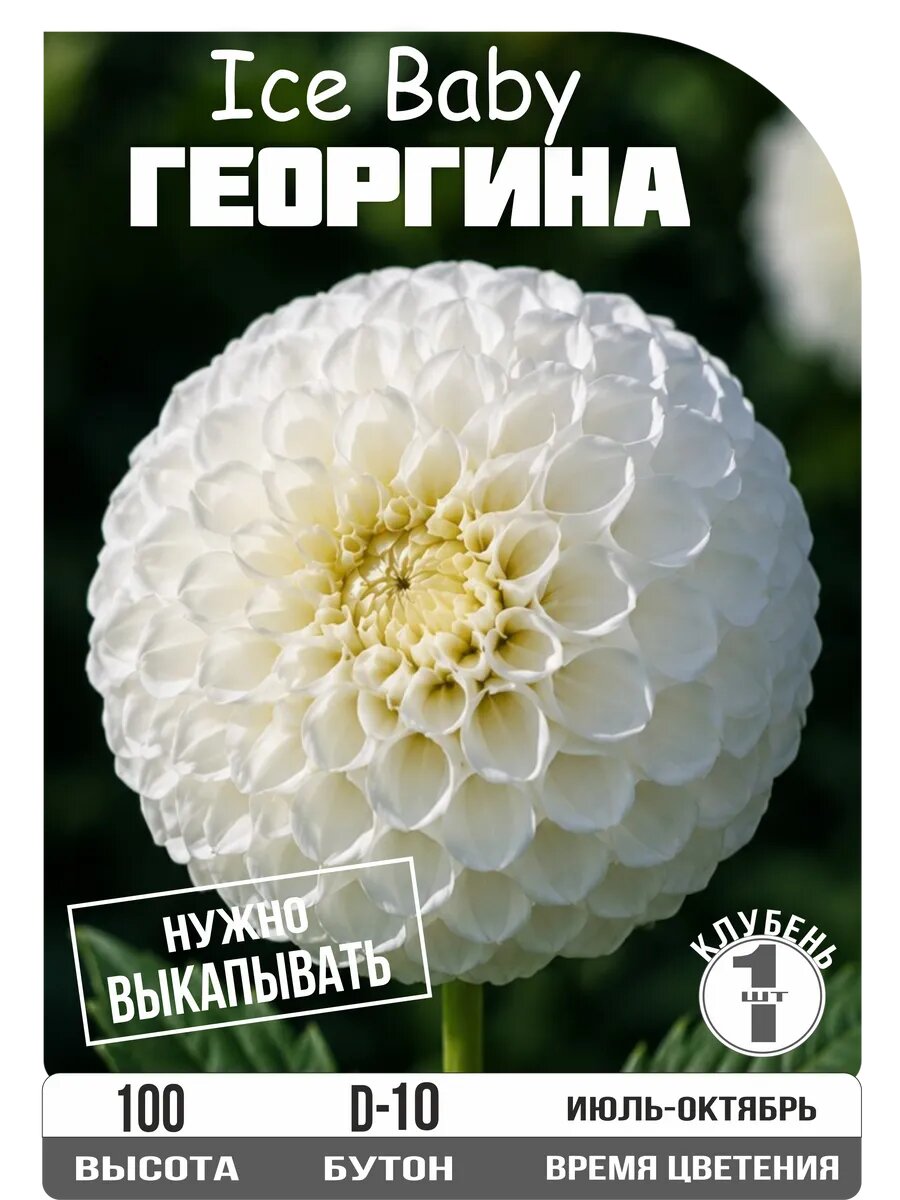 Георгины Айс Бейби клубни многолетние 1 шт. высота 100 см белого цвета