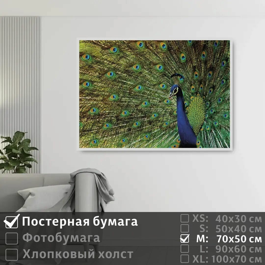 Постер на стену Павлин С Распущенным Хвостом 70х50 см ПолиЦентр